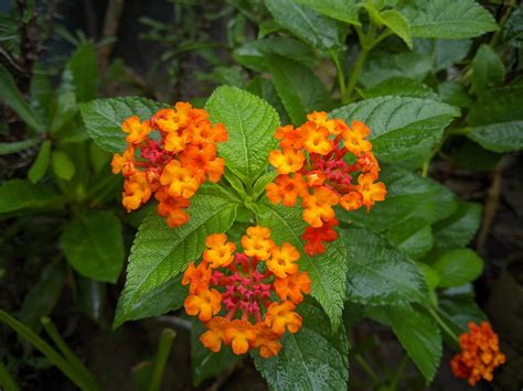 꽃 아름 다운 나뭇잎 Pixabay의 무료 사진 Pixabay