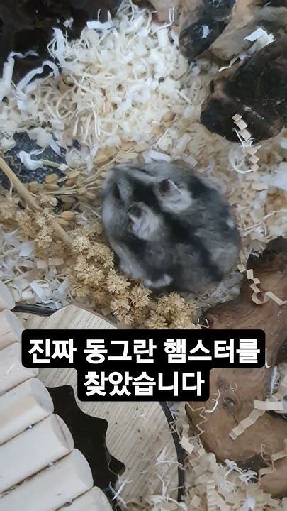 세상에서 가장 동그란 햄스터 햄스터브이로그 햄스터먹방 햄스터일상 햄집사 햄스터 Hamsters Youtube