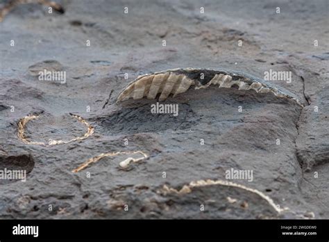 Fossilized Shells Of Bivalves Or Clams Protrude From A Rock Formation In California Stock Photo