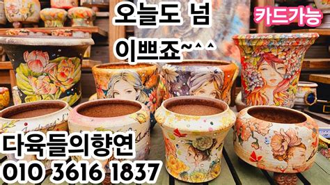 다육들의향연2탄💗오드리분특가상품도있어요인물화분꽃그림분멋진와인잔분카드가능🌸24425korean Succulents Plants 💖 Youtube