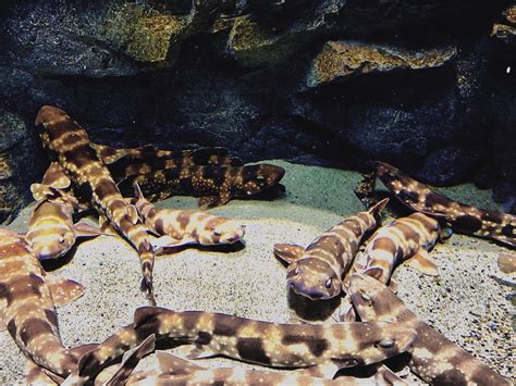 Cloudy Catshark Scyliorhinus Torazame Marine Life Identification