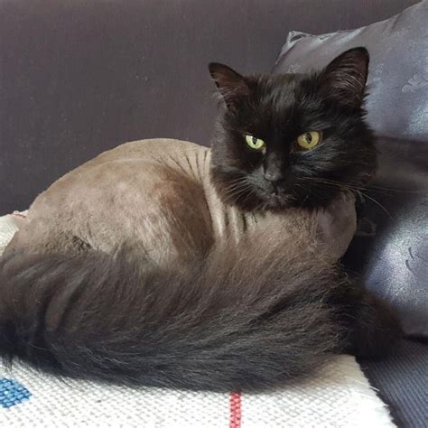 11 Adorable Maine Coon Cats With Lion Cuts With Photos