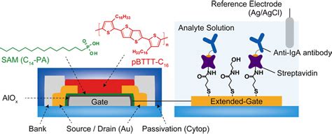 Schematic Structure For The Extended Gate Type Organic Fet Designed For Download Scientific
