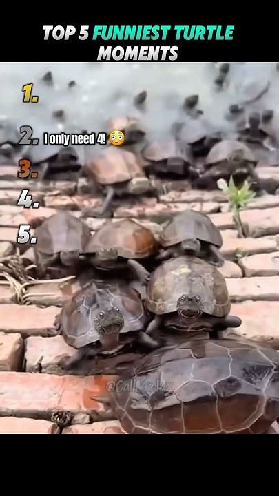 Top 5 Funniest Turtle Moments 🐢 - YouTube
