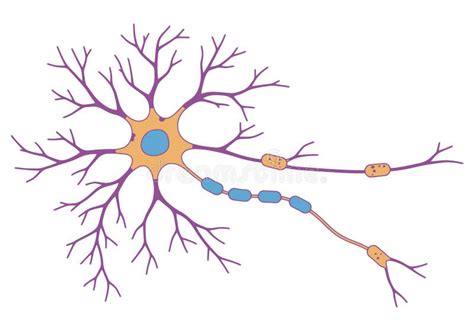 Neuron Cell Illustration Stock Image Illustration Of Network 373801717