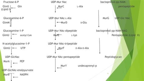 Biosynthesis Of Peptidoglycan Pptx