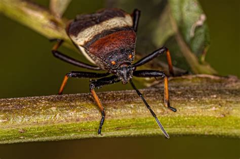 Premium Photo Adult Bordered Plant Bug