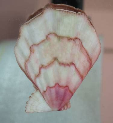 Shellauction Net Swiftopecten Swiftii 3639525