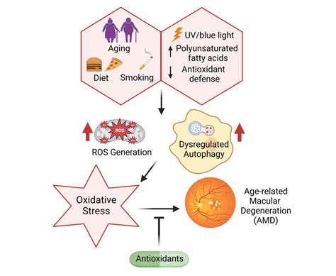 Factors Driving Oxidative Damage During Age Related Macular Download Scientific Diagram