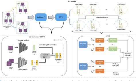 A Dual Branch Self Supervised Representation Learning Framework For
