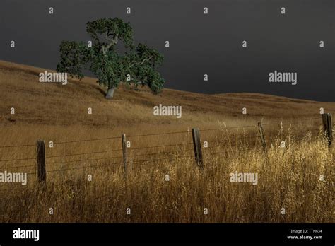 Tree Growing Into Fence Hi Res Stock Photography And Images Alamy