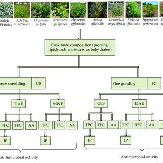 The Flow Chart Of The Preparation Extraction Methods And Analysis Process Download Scientific