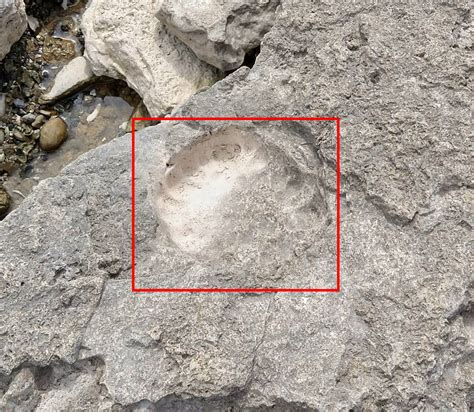 Impressions In Large Rocks Coral And Imprint Fossils New Member
