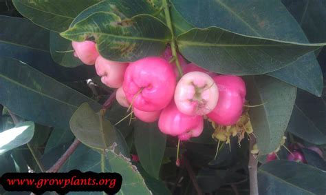Wax Apple Tree How To Grow And Care