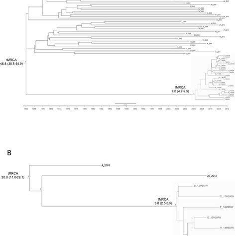 Bayesian Time Scaled Phylogenetic Tree Of The Hiv 1 Subtype C Sequences Download Scientific