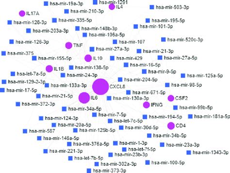 Target Mirna Interaction Network Constructed In Mirnet Online Tool