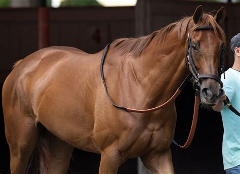 Mgisw She Feels Pretty Looks The Part Drilling For Devaux At Keeneland