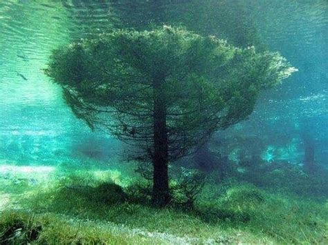 Submerged Tree Underwater Park Beautiful Nature Green Lake