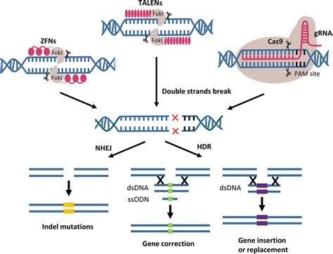 Gene Editing By Designer Nucleases Zfns Talens And Crisprcas9 Download Scientific Diagram