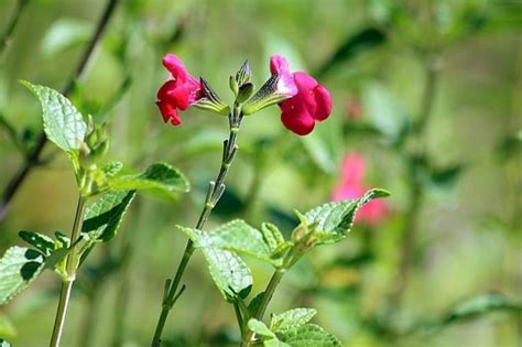 Salvia Microphylla O Salvia Rosa Que Se Usa Como Planta Ornamental