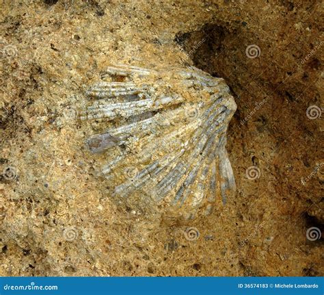 Fossil 02 Stock Image Image Of Scallops Rock Fossil 36574183