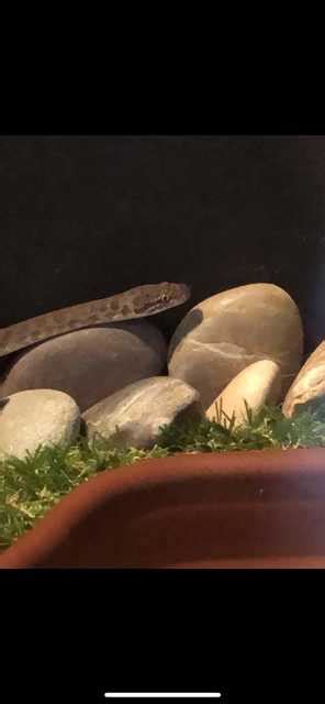 1 Year Old Stimson Python With Large Terrarium Together Or Separately Reptiles And Amphibians
