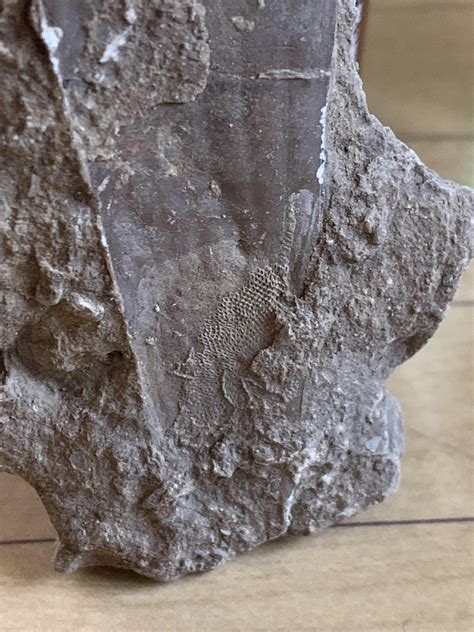 Any Help Identifying This Fossil R Fossilid