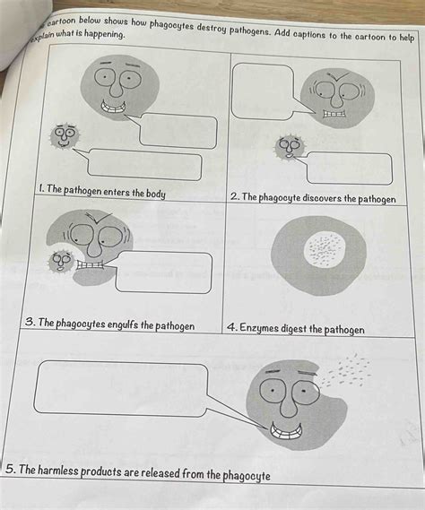 Solved Cartoon Below Shows How Phagocytes Destroy Pathogens Add