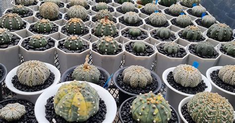 Plantlife Kt กระถางปากแตร เคลือบลาวา สี ขาวดำ ขนาด ปากกว้าง 4 นิ้ว สูง 3 นิ้ว ราคา 90