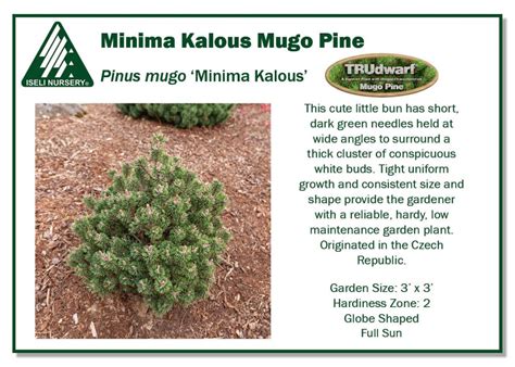 Pinus Mugo ‘minima Kalous