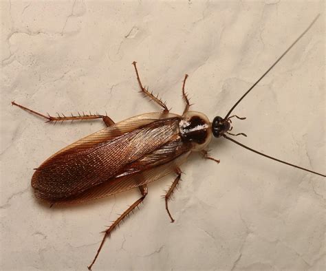 Brown Banded Cockroach Facts Description And Pictures