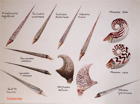 Cephalopod Shell Color Paleo Re Creations The Fossil Forum