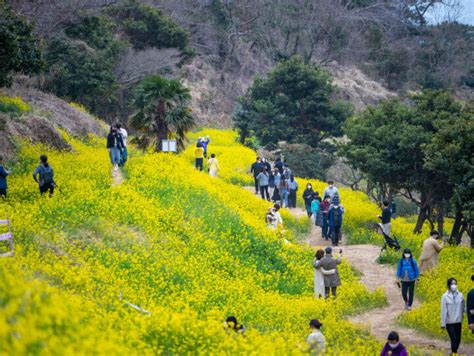 제주도 봄 여행 코스 유채꽃 명소 모음 방구석걸리버