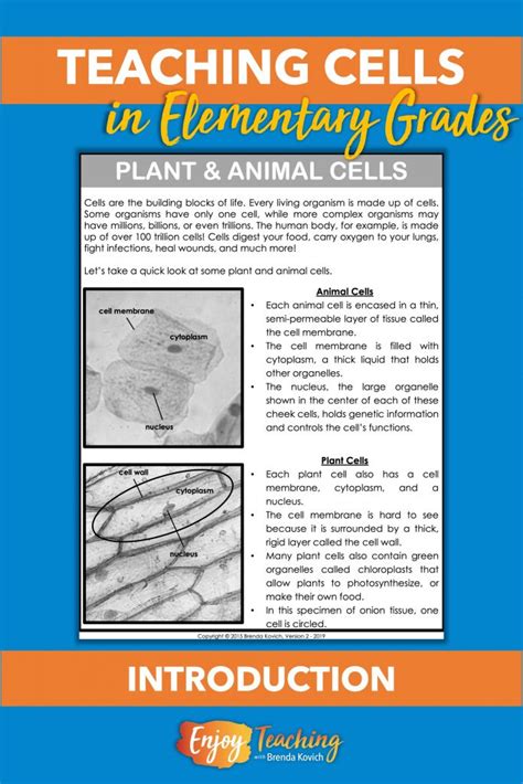 Plant Cell For 5th Grade