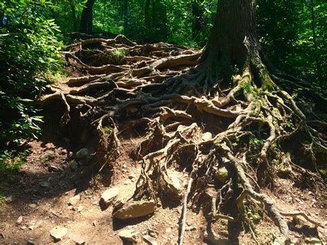 This Trees Roots Exposed On The Side Of The Hill R Interestingasfuck