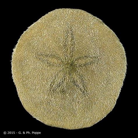 Peronella Pellucida Spines Echinology