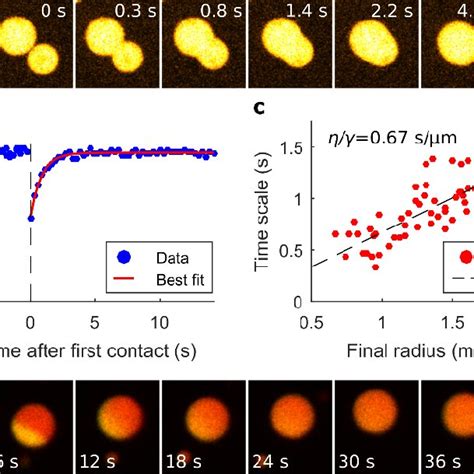 Quantification Of Non Equilibrium Coacervate Shapes By Average