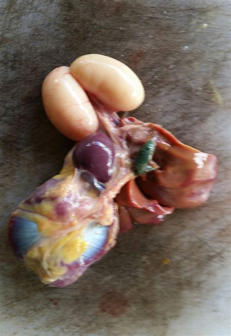 Warisan Petani Memproses Ayam Kampung Warisan Petani Memproses Ayam Kampung