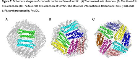 Ferritin And Its Biomedicine Application Open Access Journals