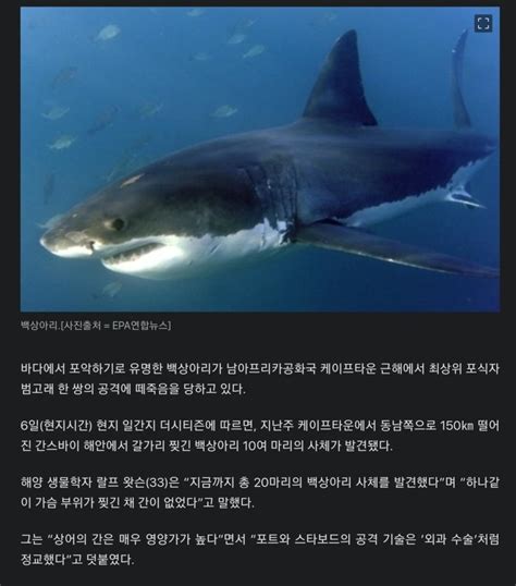 백상아리 20여마리 떼죽음 하나같이 갈갈이 찢긴채 간만 사라져 Mlbpark