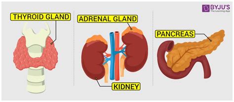 Hormones Other Than Sex Hormones And Their Disorders Thyroxine Insulin