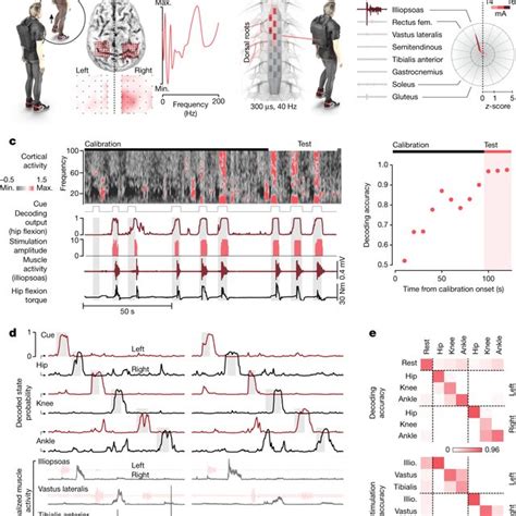 Pdf Walking Naturally After Spinal Cord Injury Using A Brainspine Interface