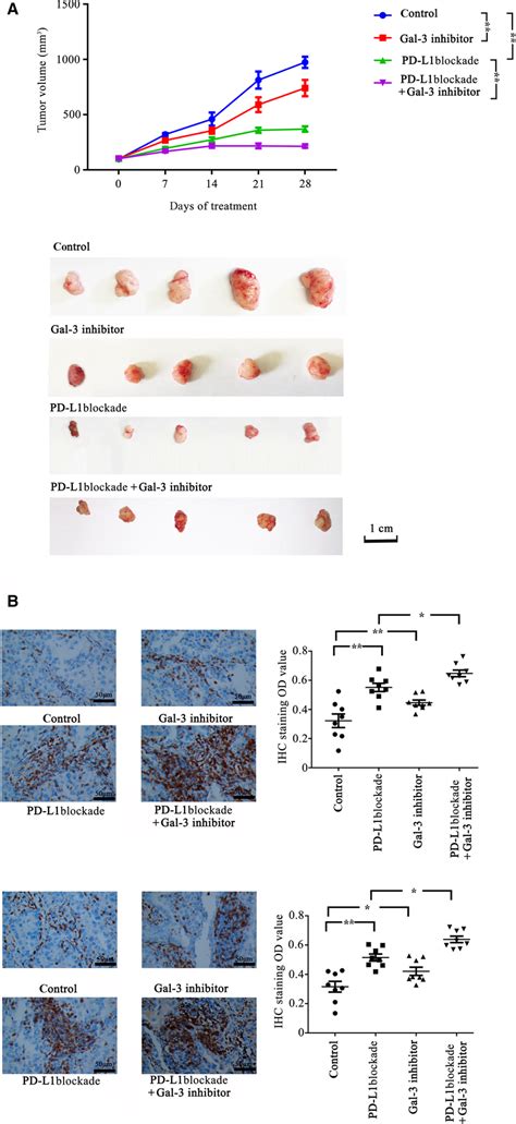 Synergistic Antitumor Effect Of Pd‐l1 Blockade And Gal‐3 Inhibition On Download Scientific