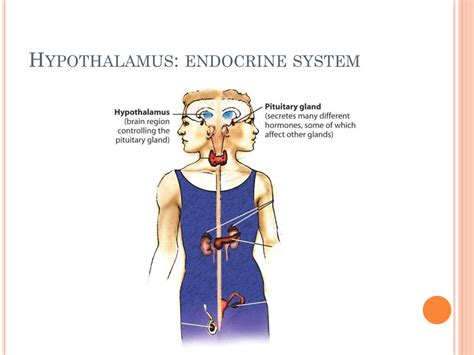 Ppt Nervous And Endocrine System Powerpoint Presentation Free Download
