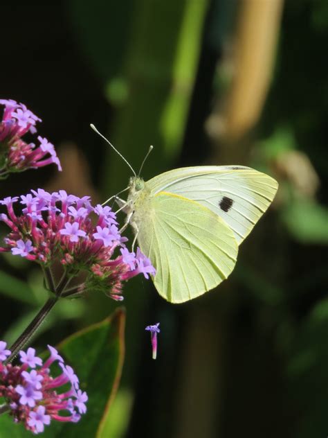Vroege Vogels Foto Geleedpotigen Groot Koolwitje