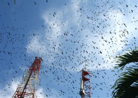 Tour 2017 Panama Raptor Migration Spectacular Hawk Migration