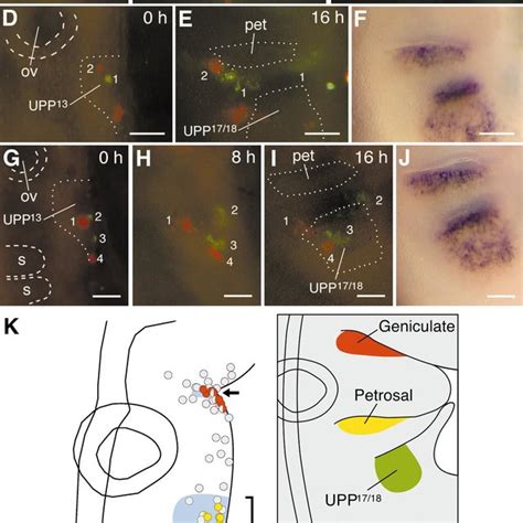 Movement And Fate Of Ectodermal Cells In And Around The Upp At Hh Stage