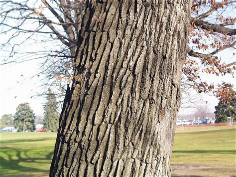 Burr Oak Tree Lifespan