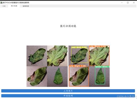 基于yolov9的番茄叶片病害检测系统leaf Miner和leaf Mold Csdn博客