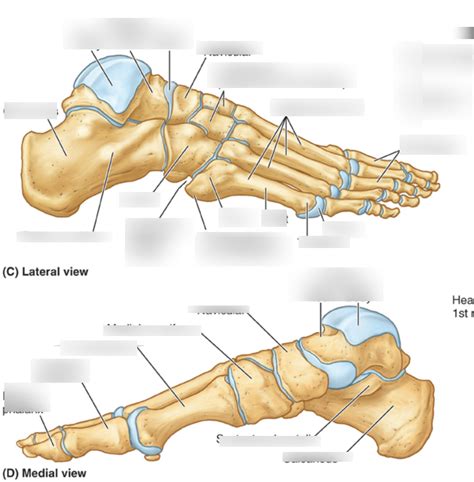 Osteo Of Foot Medial And Lateral Views Diagram Quizlet